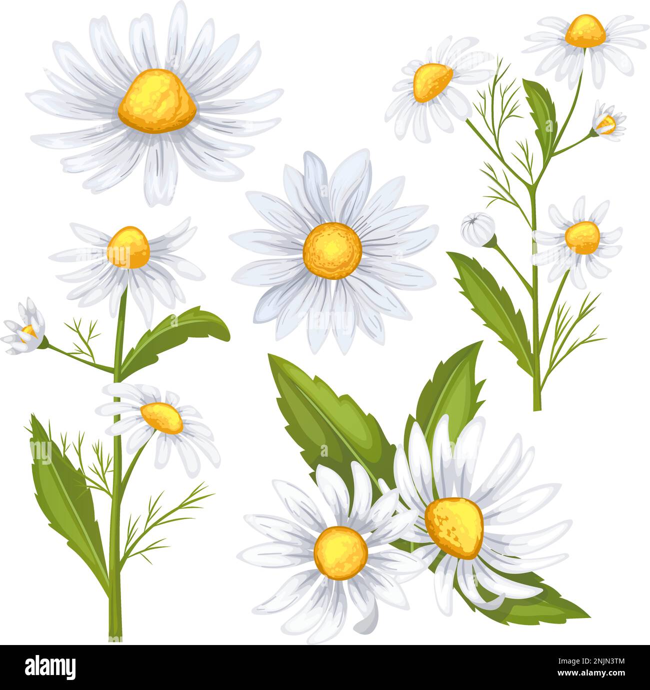 daisy flower set cartoon vector illustration color sign Stock Vector ...