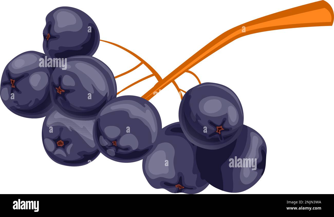 chokeberry food berry cartoon vector illustration color sign Stock ...
