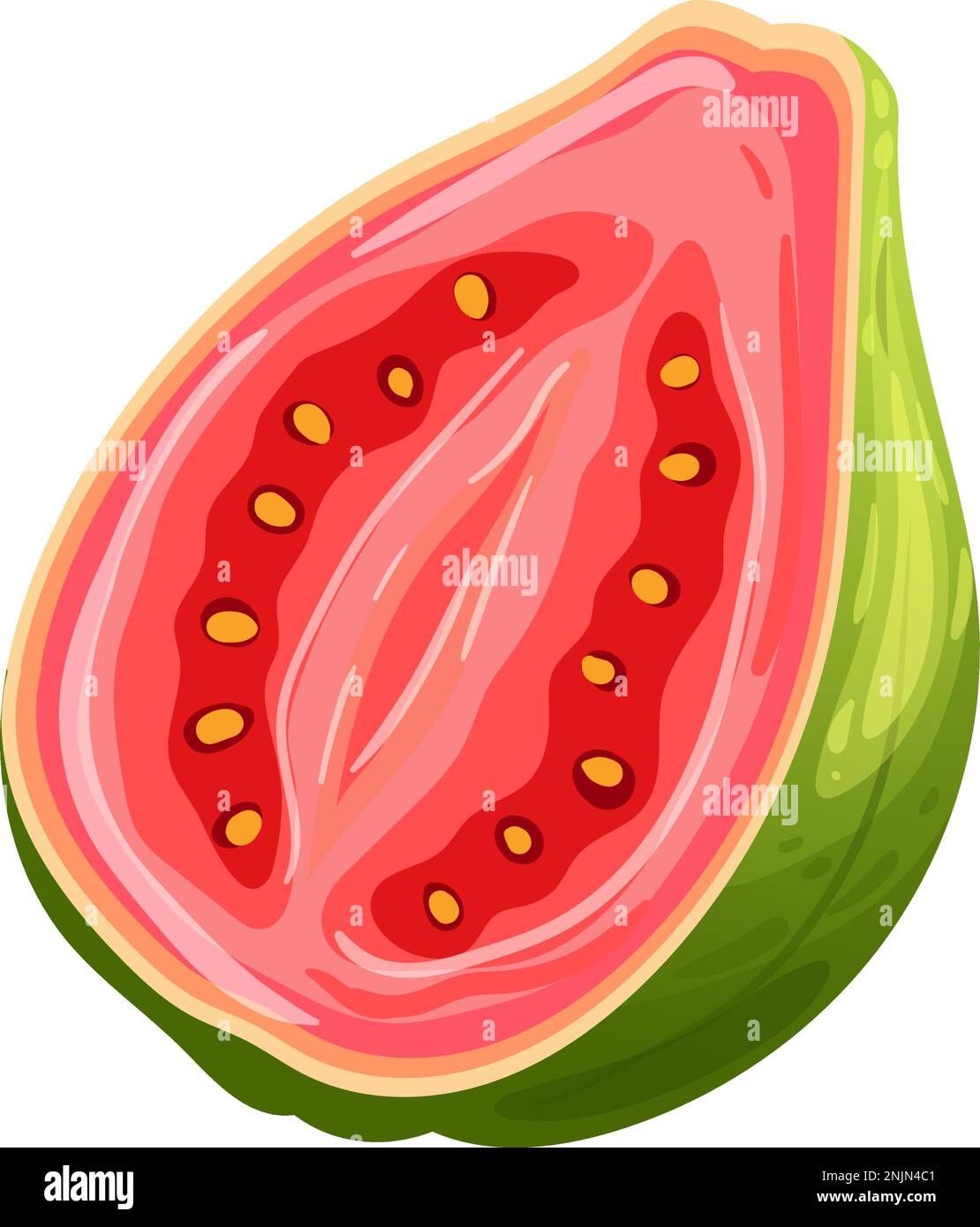 guava fruit fresh food cartoon vector illustration Stock Vector Image ...