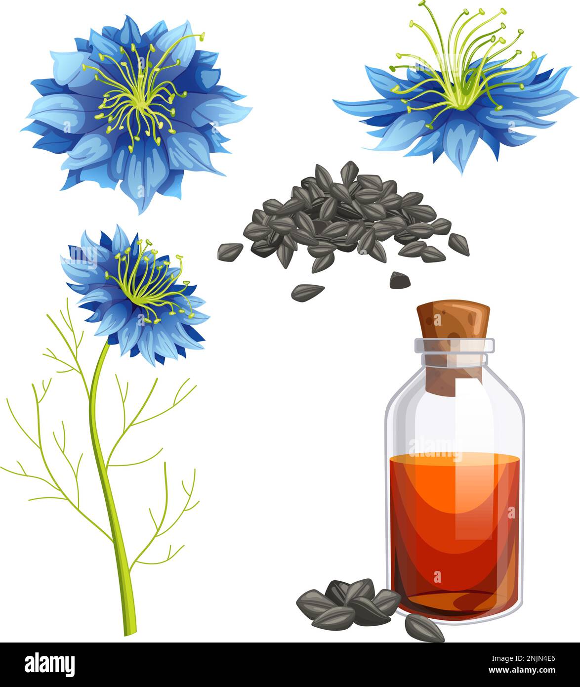 nigella sativa cumin set cartoon vector illustration Stock Vector Image ...