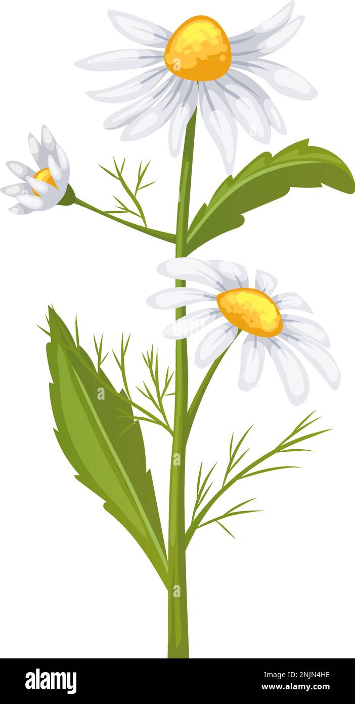 daisy flower summer cartoon vector illustration color sign Stock Vector ...