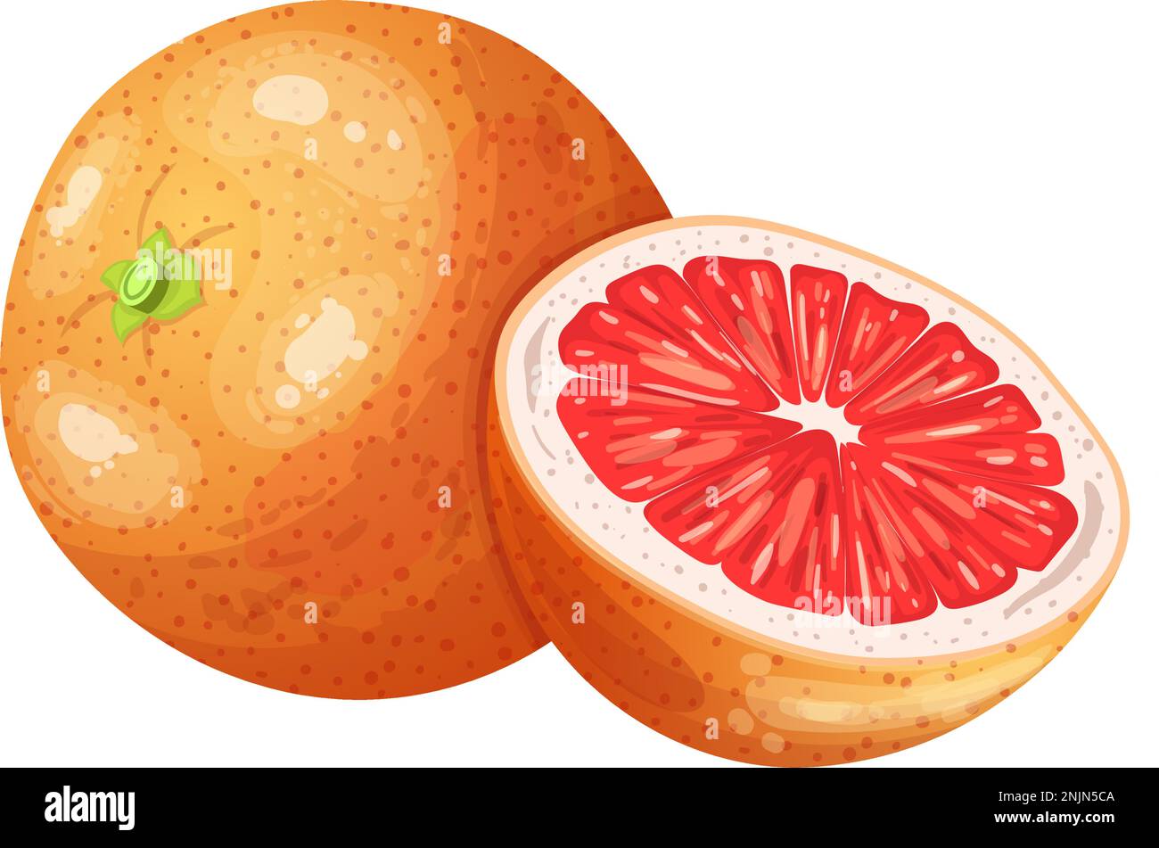 grapefruit fruit cut cartoon vector illustration color Stock Vector Image & Art - Alamy