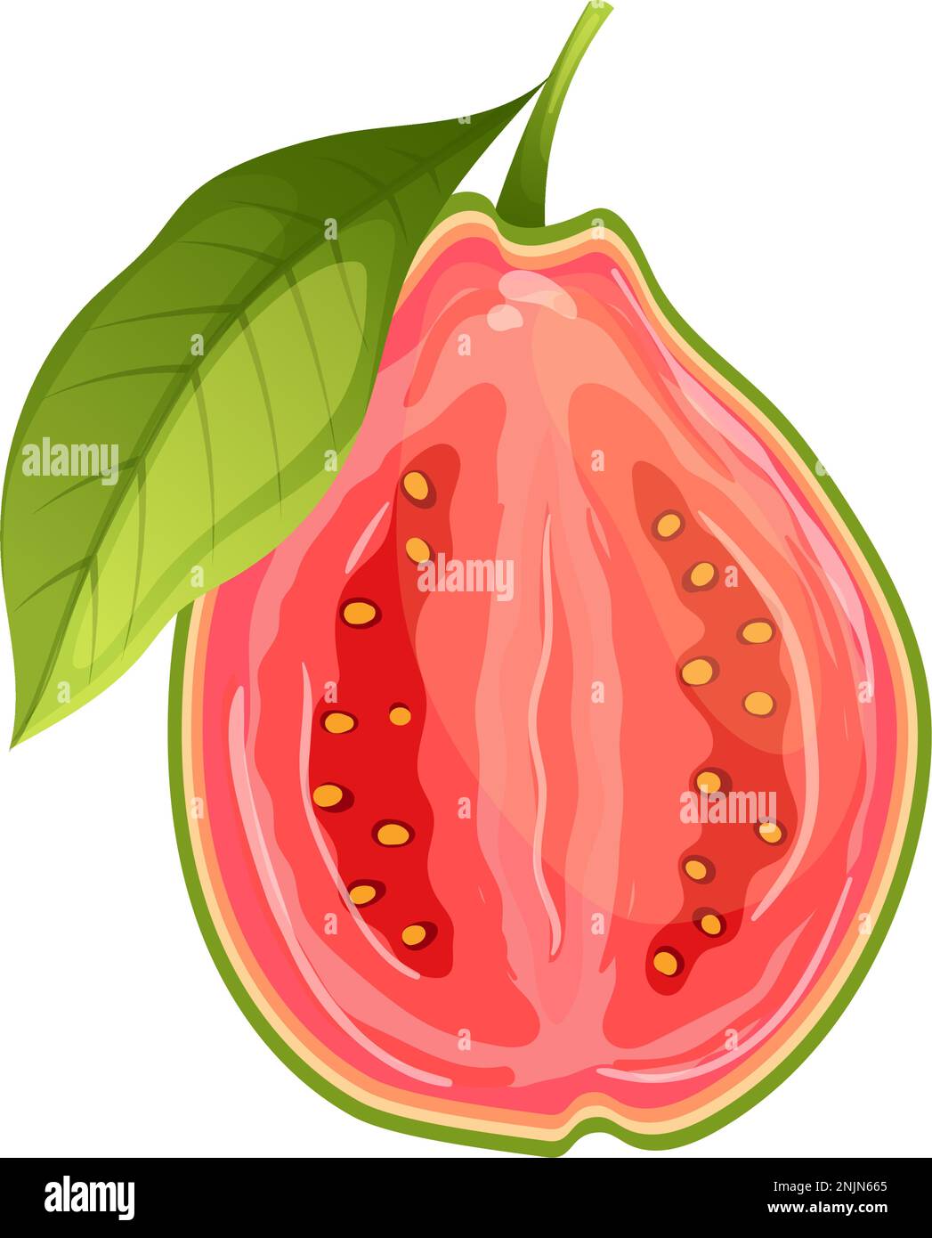 guava fruit fresh food cartoon vector illustration Stock Vector Image ...