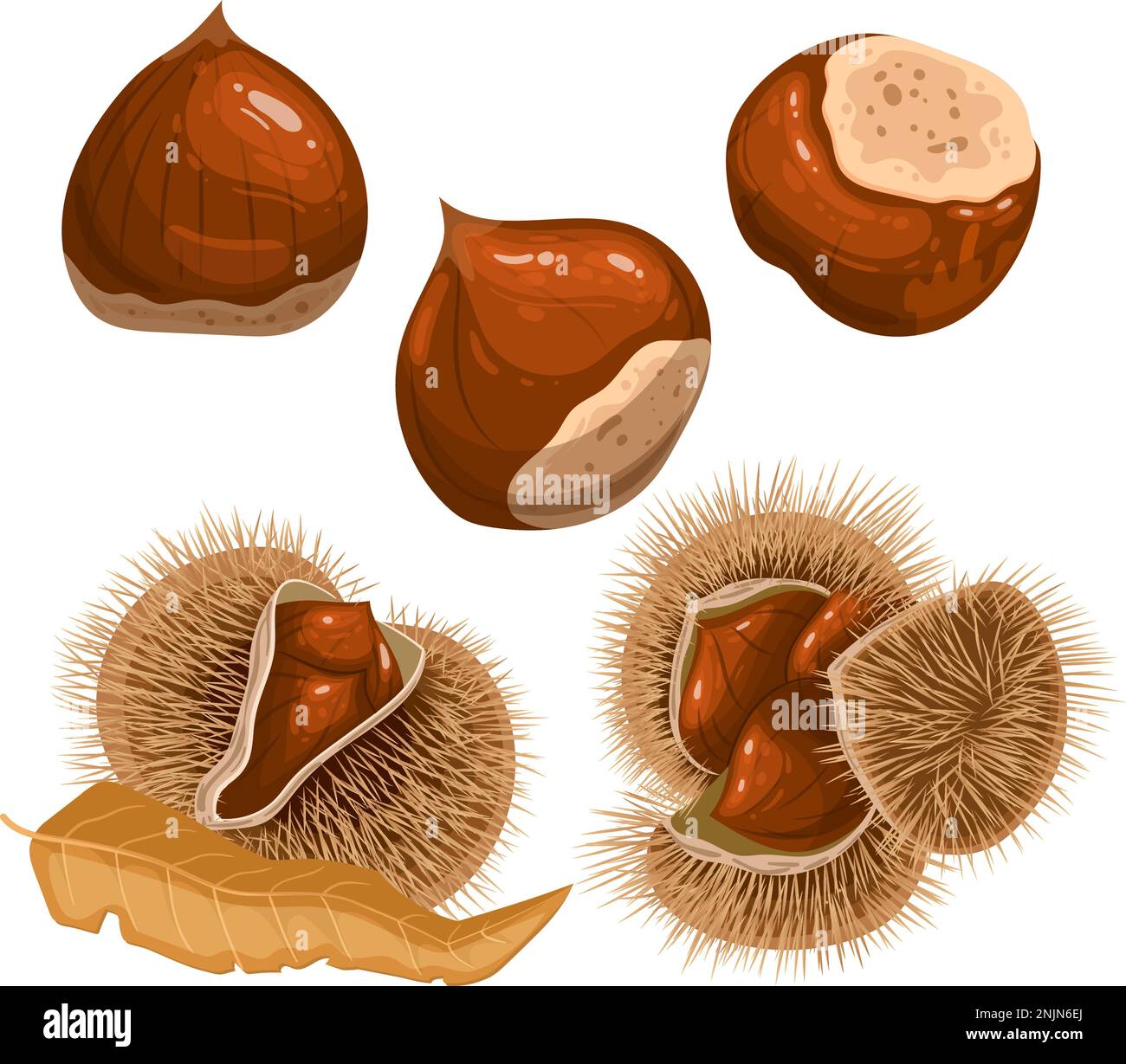 chestnut autumn brown set cartoon vector illustration Stock Vector ...