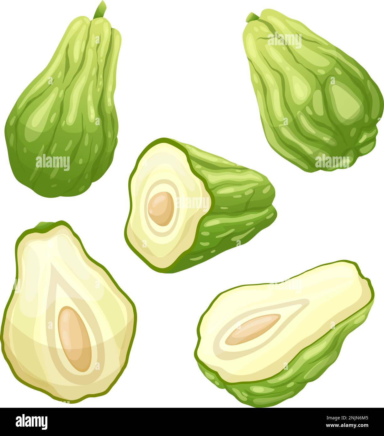 chayote fresh food set cartoon vector illustration Stock Vector Image ...
