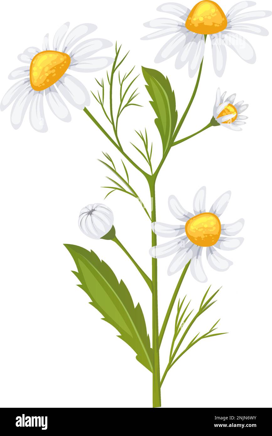 daisy flower summer cartoon vector illustration color sign Stock Vector ...
