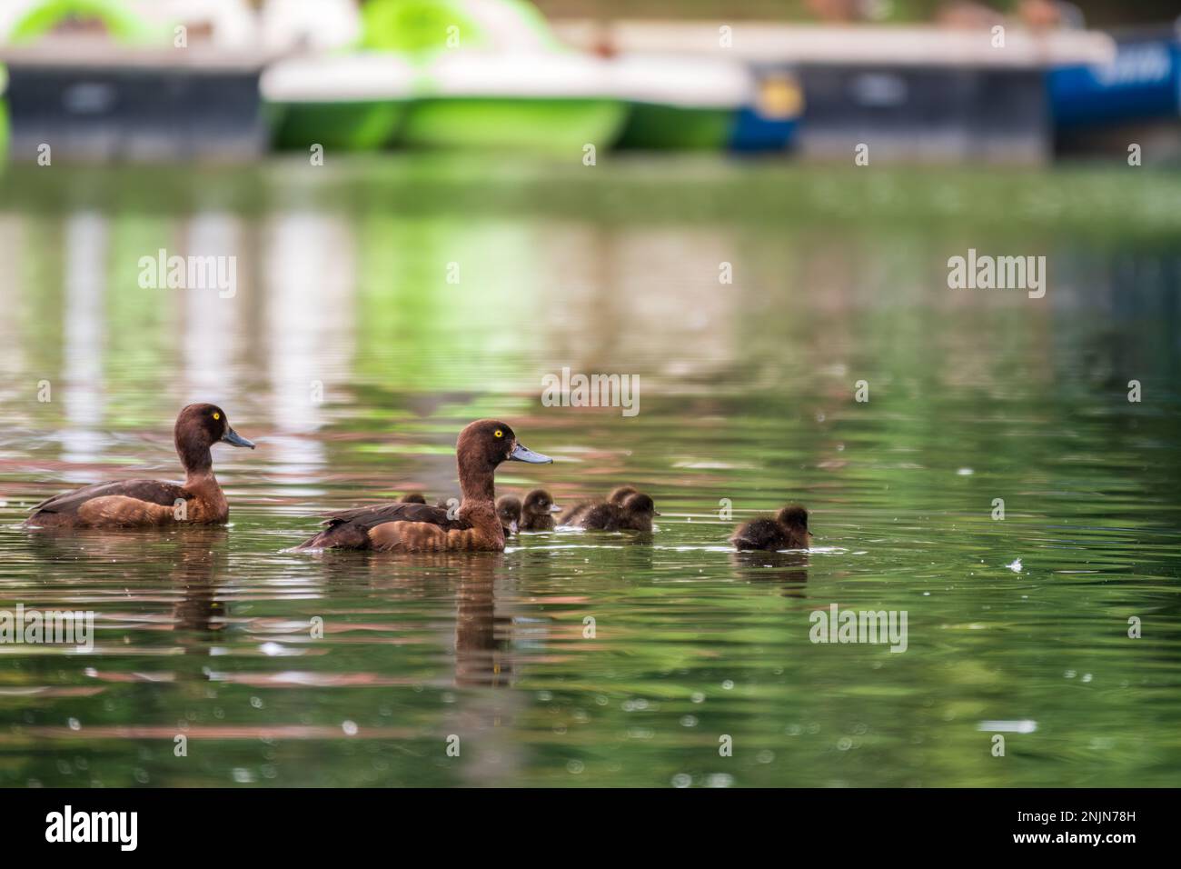 Tufted duck Family swims with their ducklings in green lake water. A ...