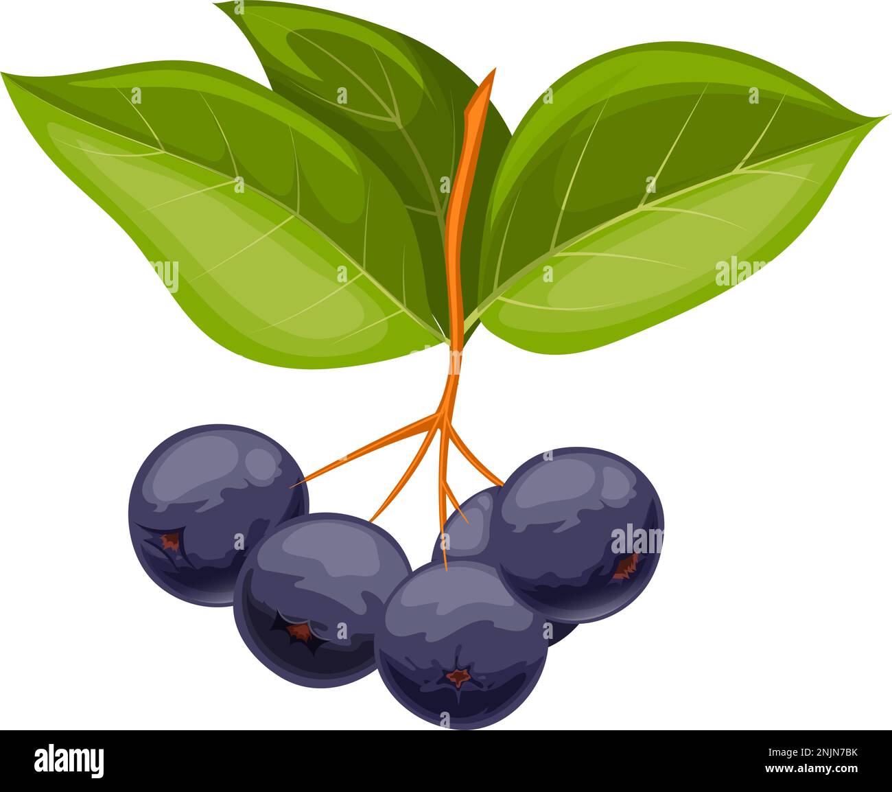 chokeberry food berry cartoon vector illustration color sign Stock ...