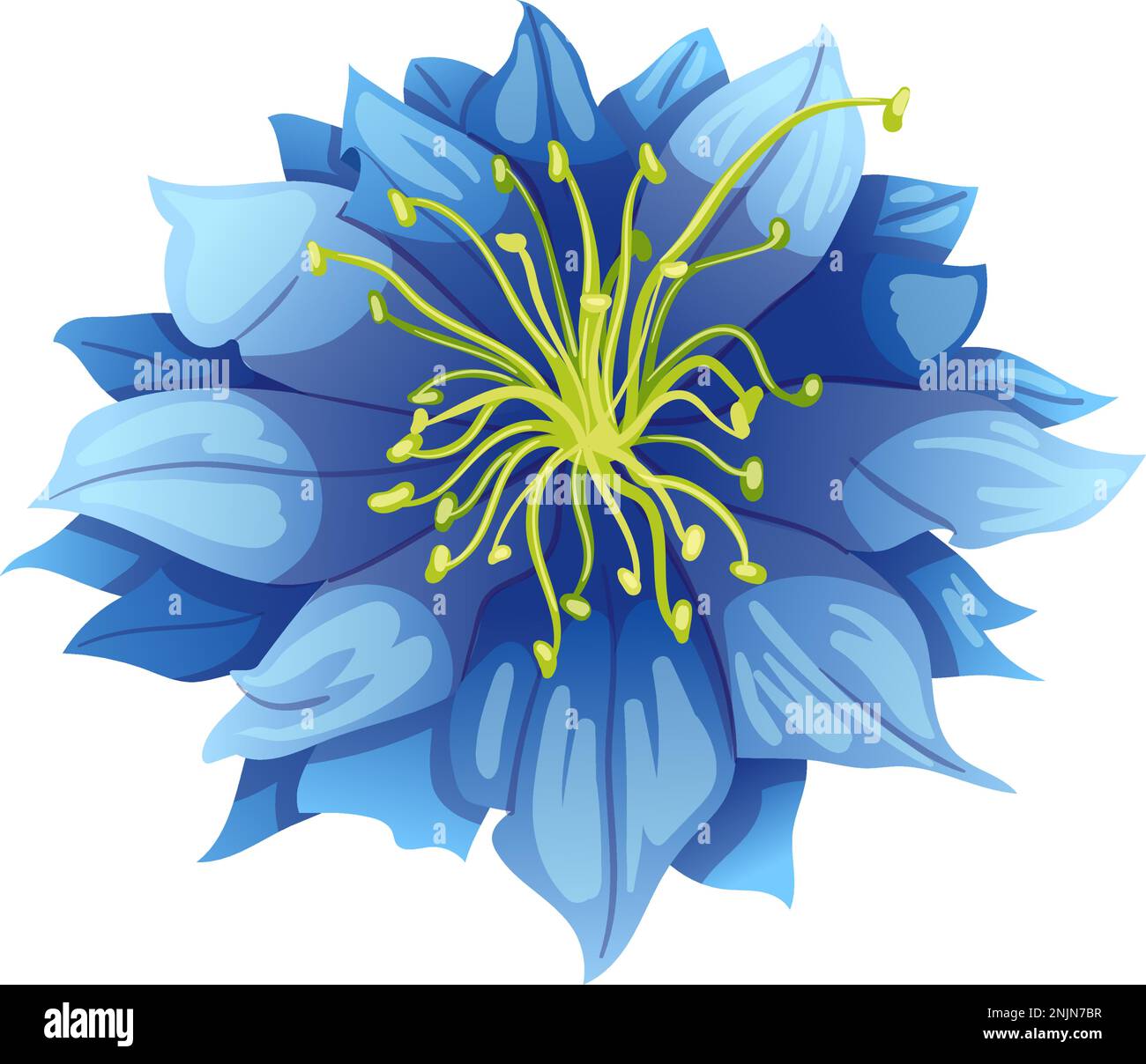 nigella sativa cumin black cartoon vector illustration Stock Vector ...