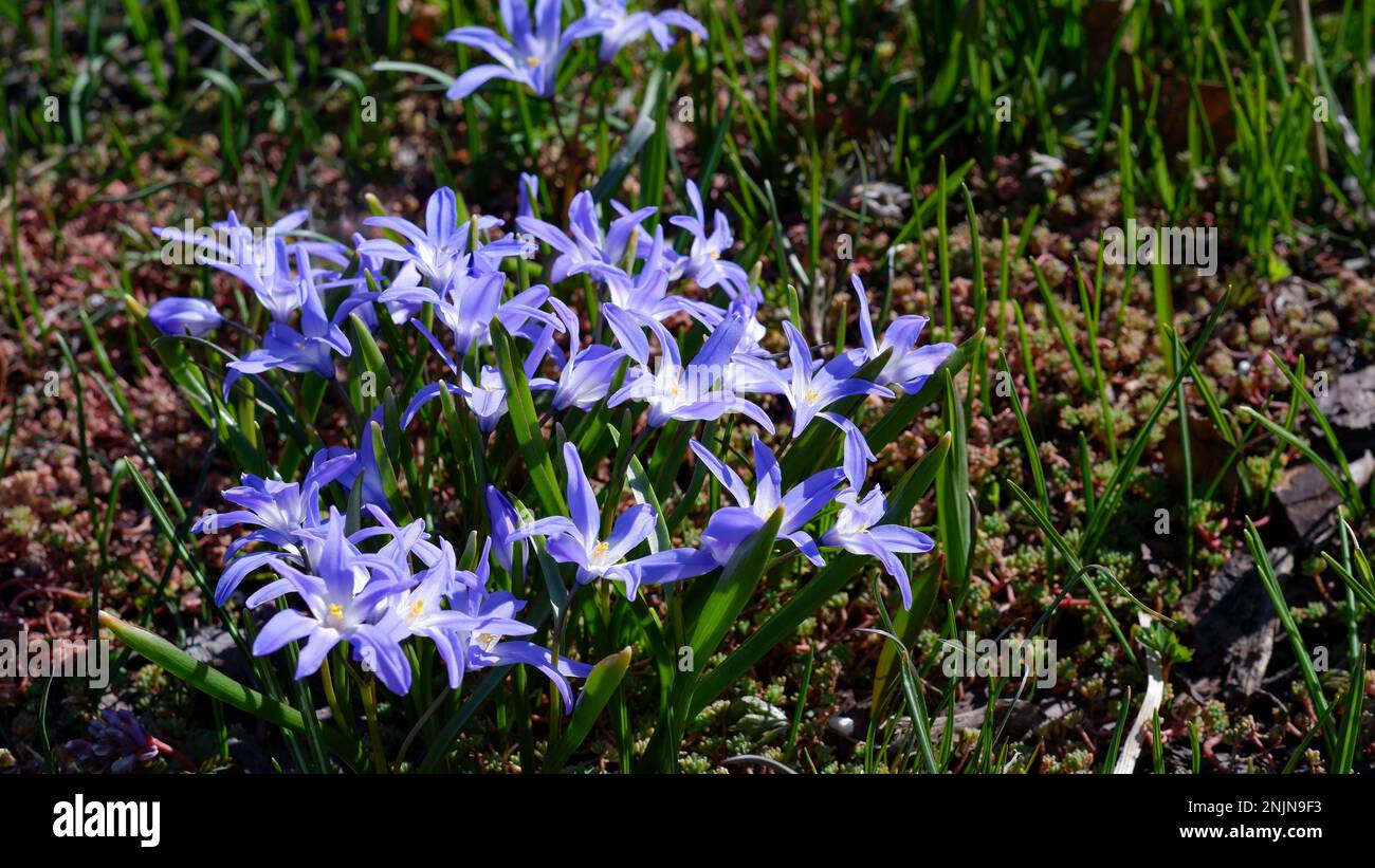 Closeup of blooming blue scilla luciliae flowers. First charming pale ...