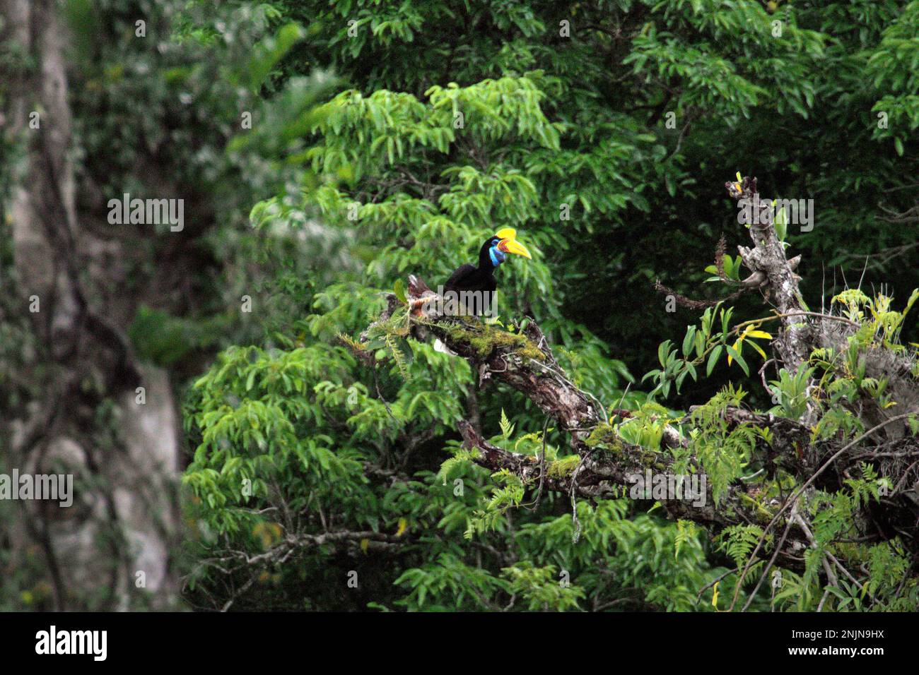 Rainforest ecosystem role hi-res stock photography and images - Alamy