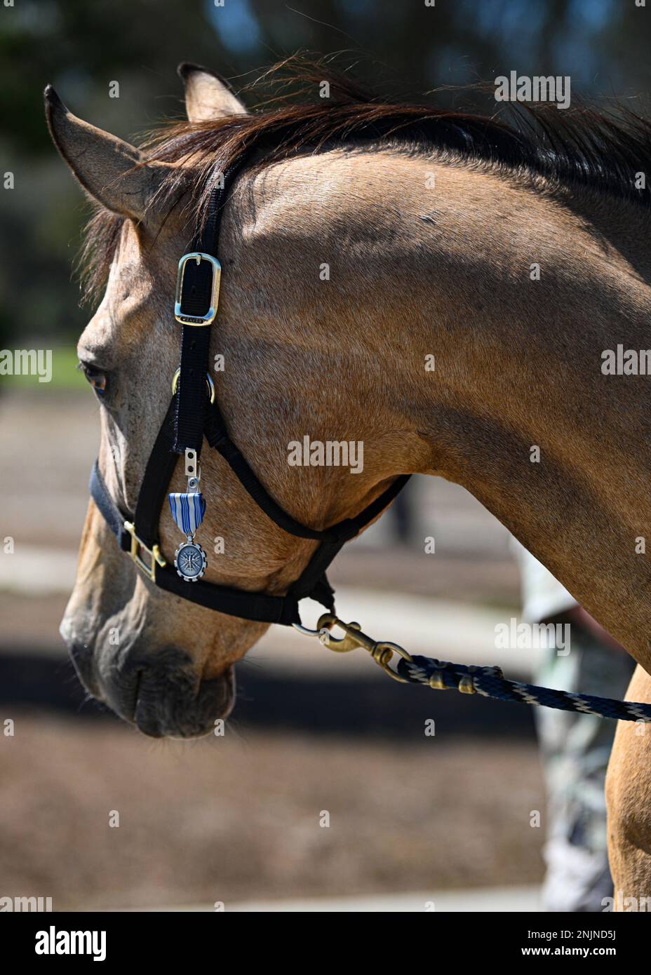 #TeamV said farewell to our Military Working Horses, Buck, Duke ...