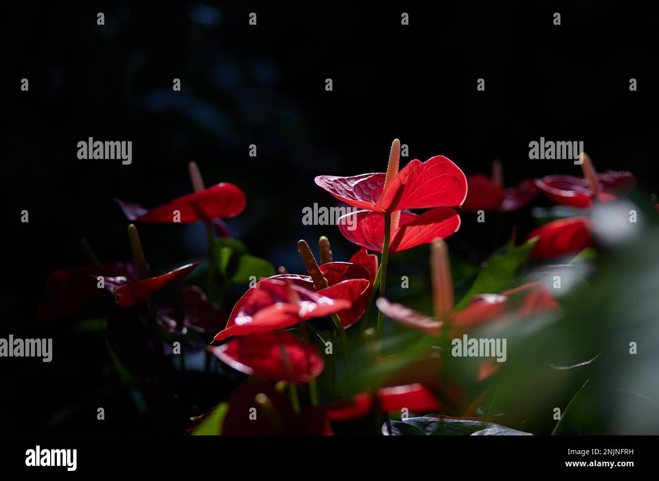 Anthurium flower in bloom Stock Photo - Alamy