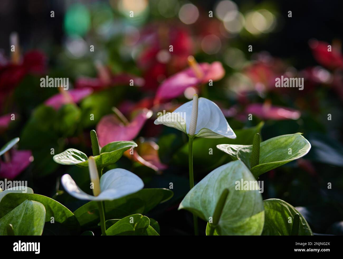 Anthurium flower in bloom Stock Photo - Alamy