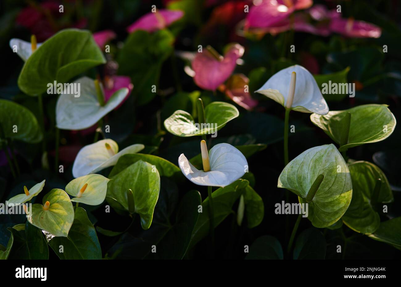 Anthurium flower in bloom Stock Photo - Alamy