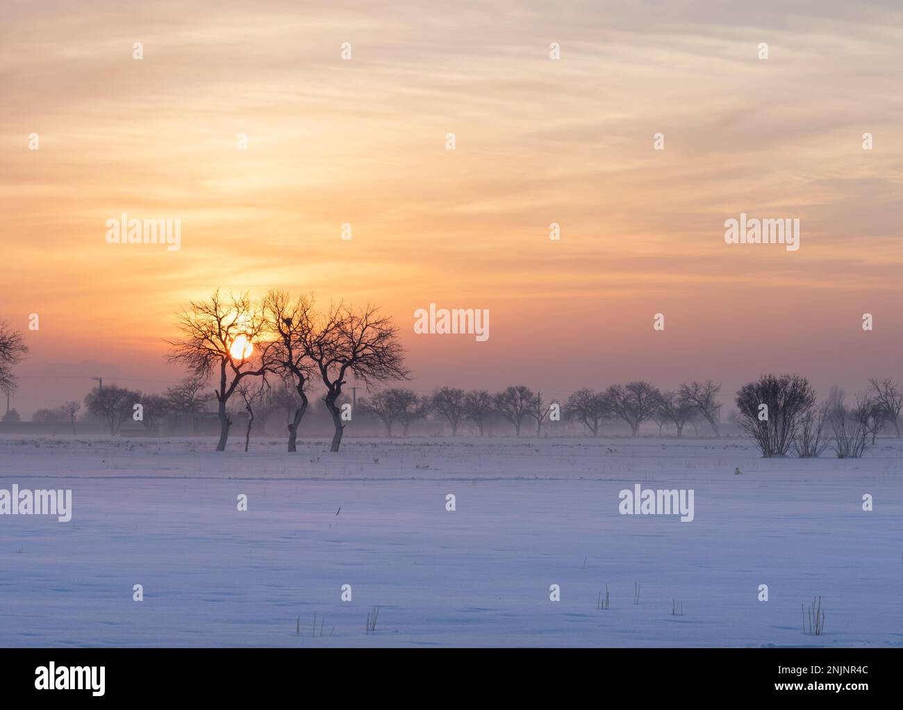 sunset with beautiful sun glow behind the branches of leafless trees in ...