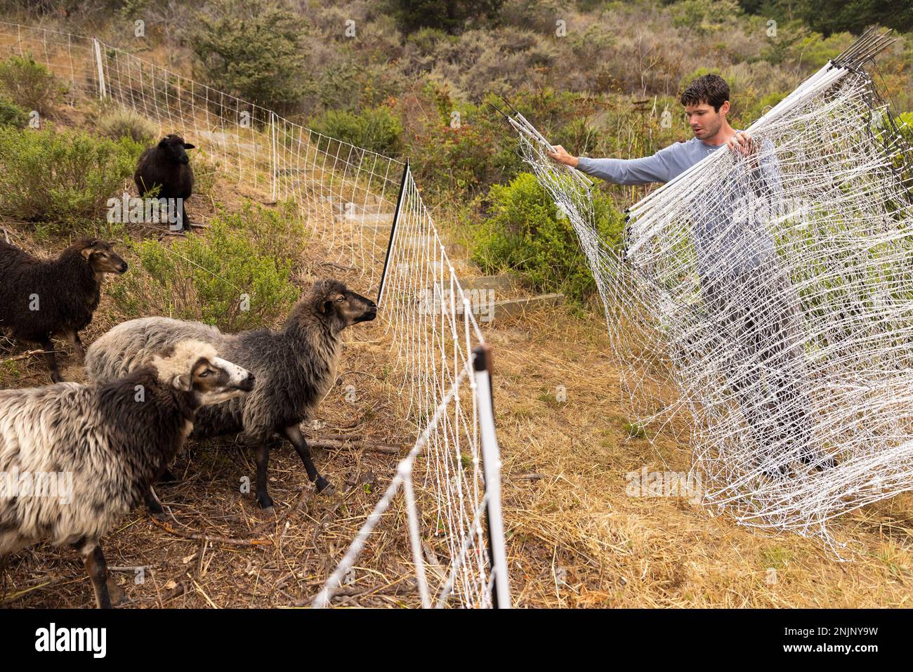 Taran Lewis works to erect a fence to create a new grazing pasture for ...