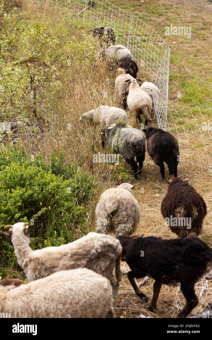 Taran Lewis introduces his flock of 16 sheep to a new grazing pasture ...