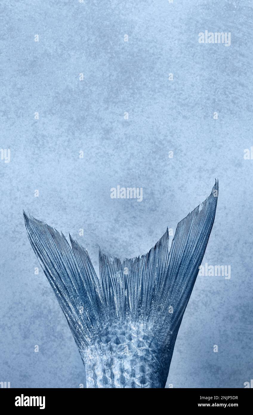 Detail of fish tail with gray scales Stock Photo - Alamy