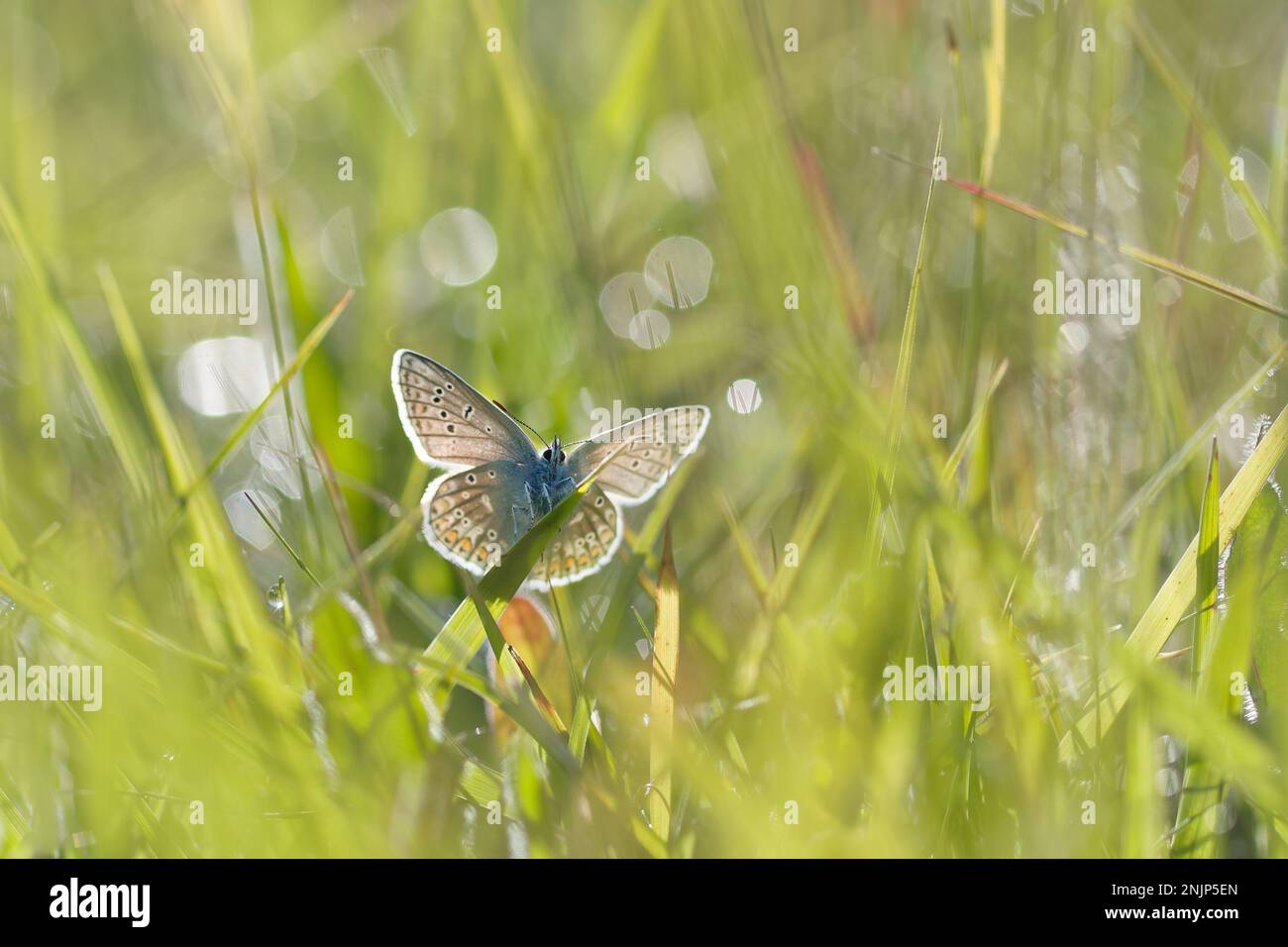 Common Blue Butterfly Stock Photo - Alamy