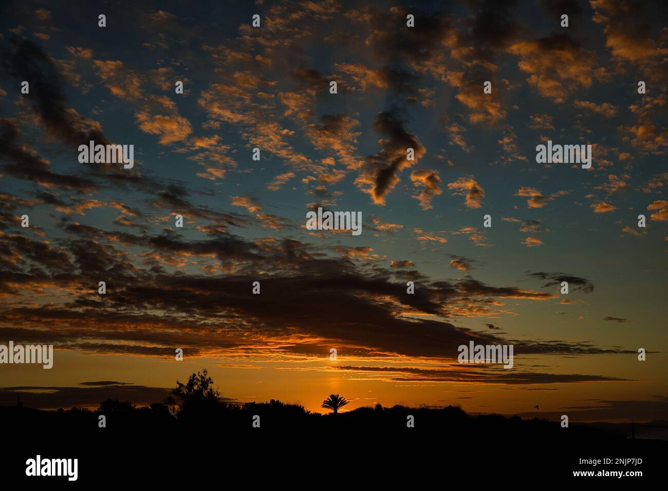 Dramatic sunset in a Spanish landscape with palm trees and other trees ...