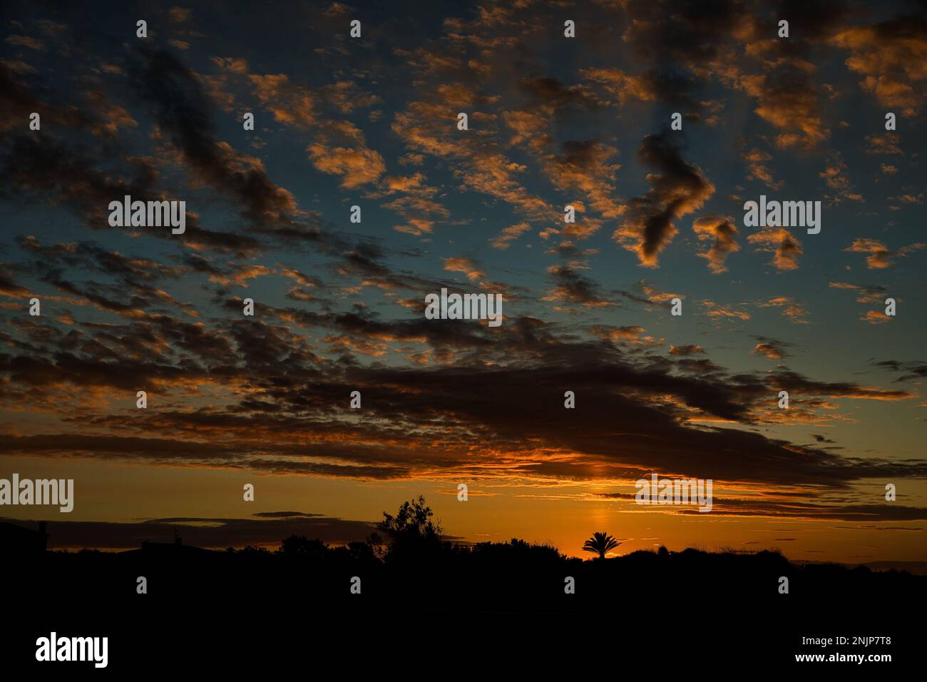 Dramatic sunset in a Spanish landscape with palm trees and other trees ...