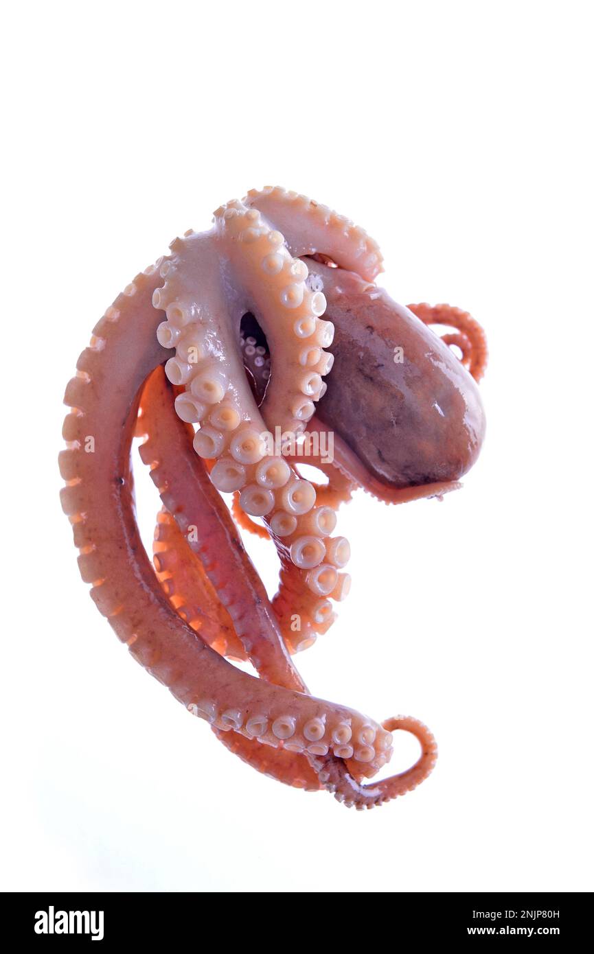Octopus on a white background Stock Photo - Alamy