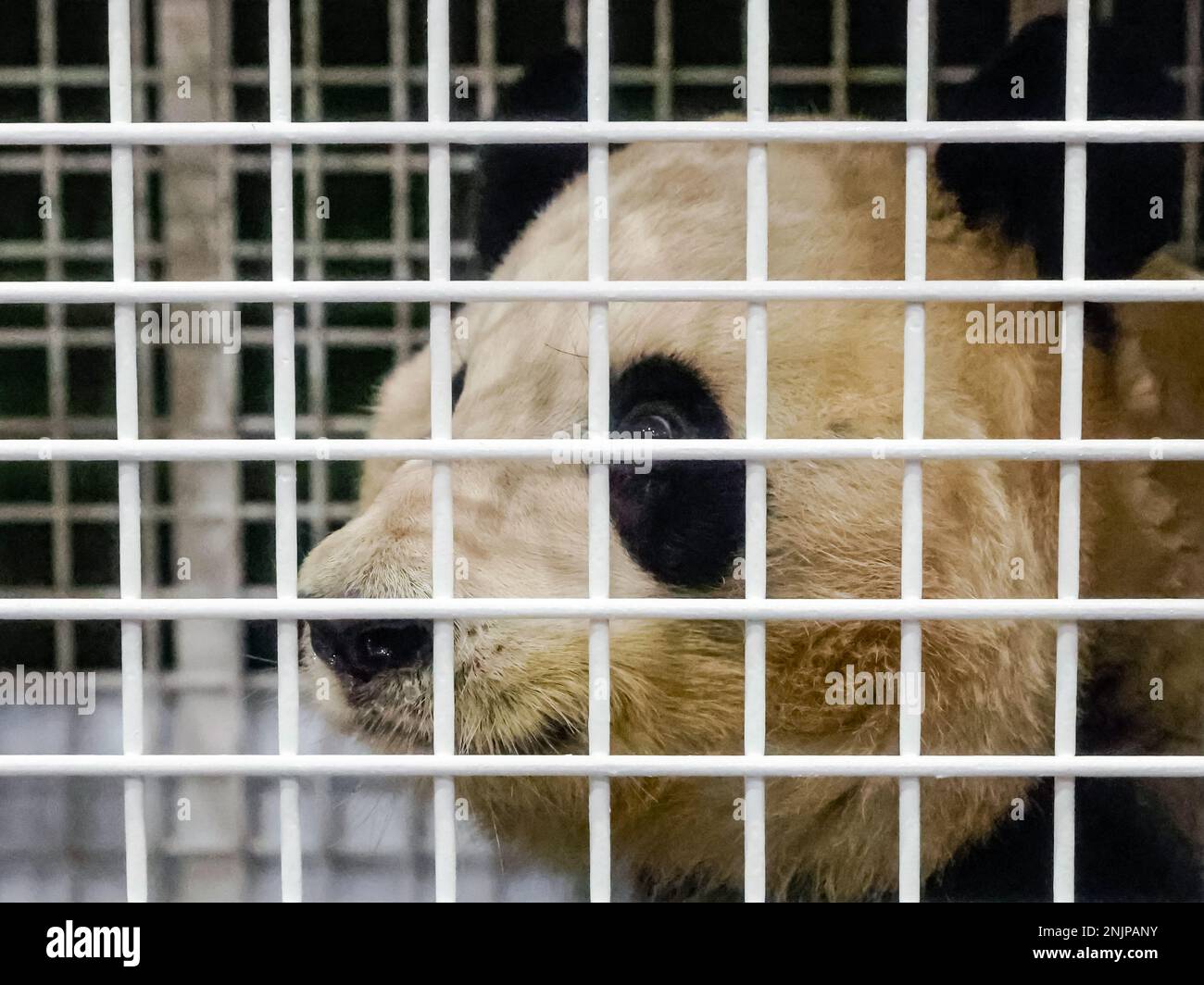 (230223) -- CHENGDU, Feb. 23, 2023 (Xinhua) -- This photo taken on Feb ...