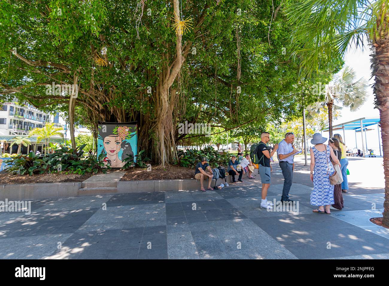 People relaxing under a large figtree on the Esplanade, Cairns, Far ...