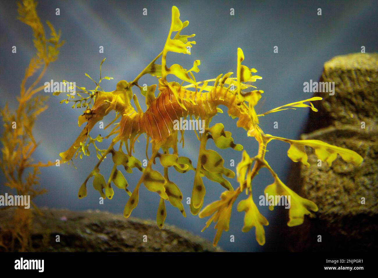 Leafy Sea Dragon in an aquarium Stock Photo - Alamy