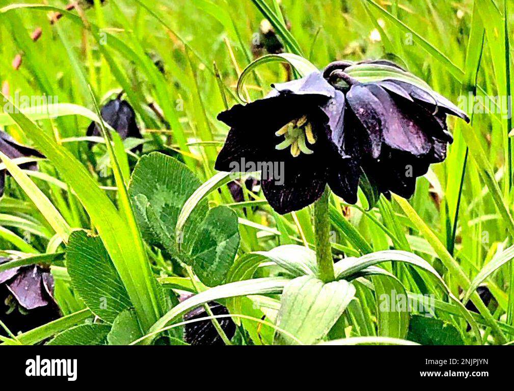 Black lilies are in full bloom near Cape Soya in Wakkanai City ...