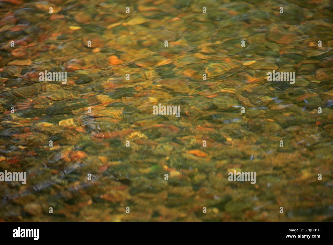 Blurred background and texture of the river pod. The bottom of the ...