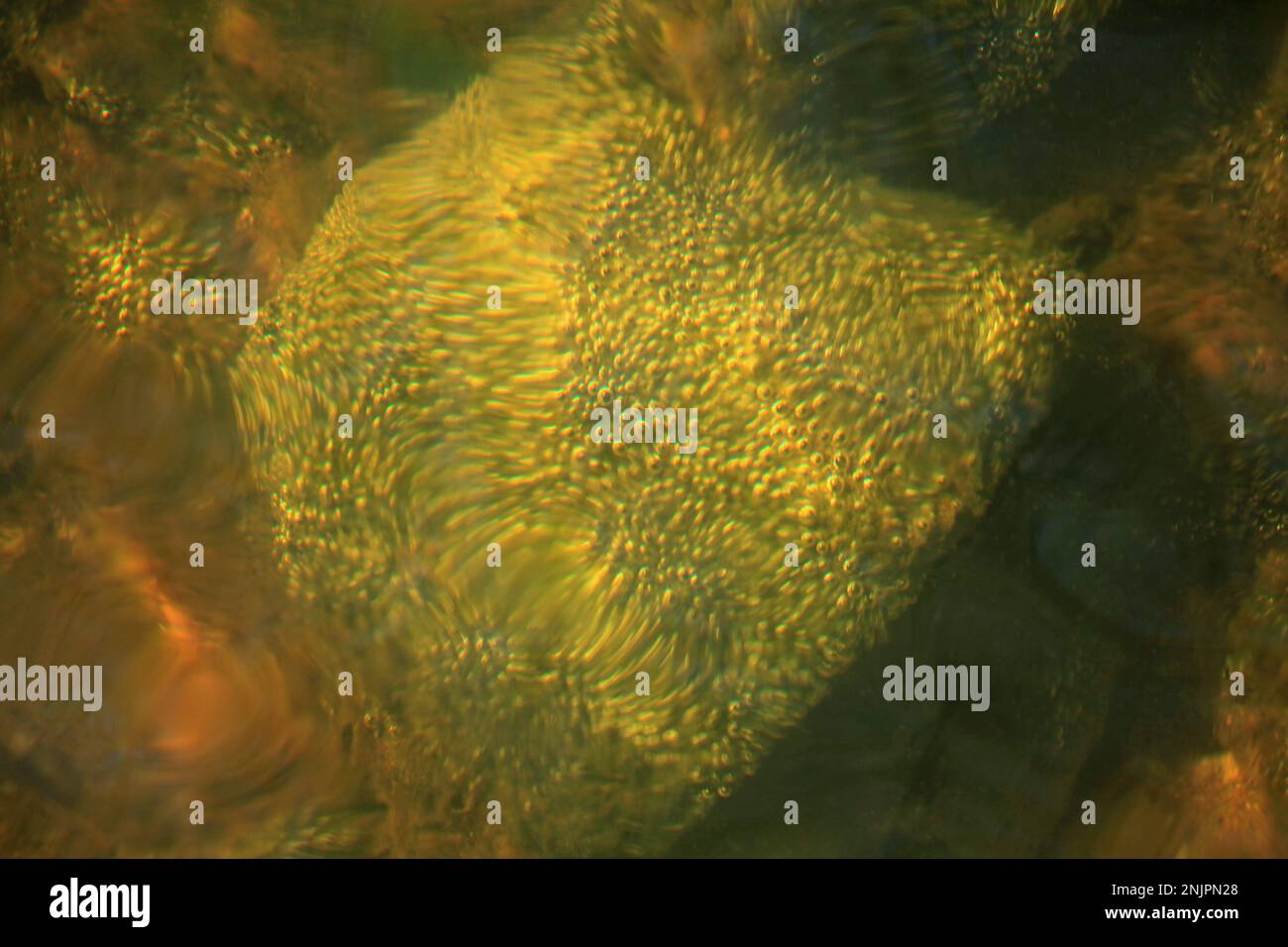 Stone at the bottom of the river. Blurred background and texture of the ...