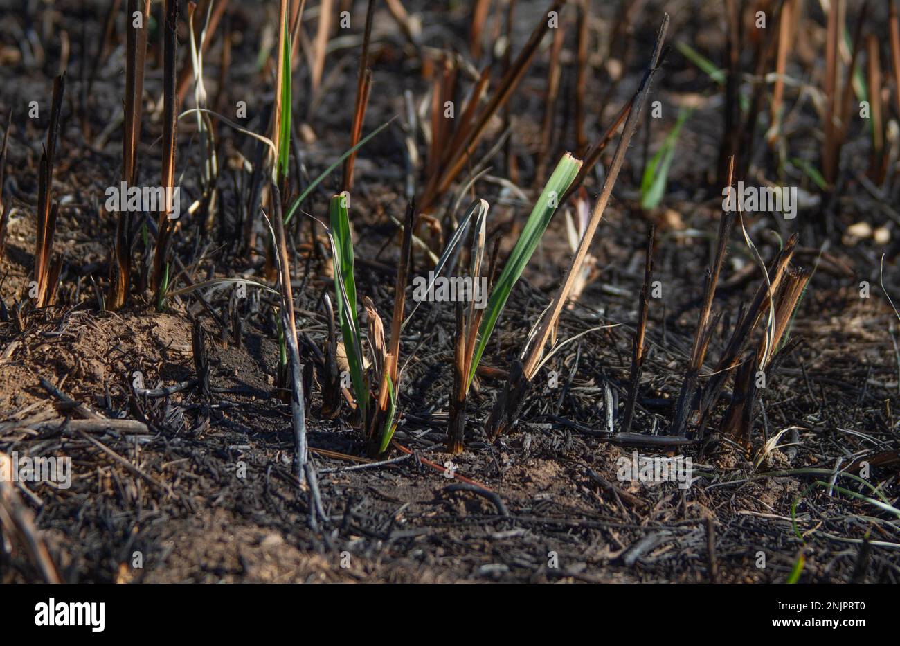 Plants sprout through the ground a few days after a prescribed fire was ...