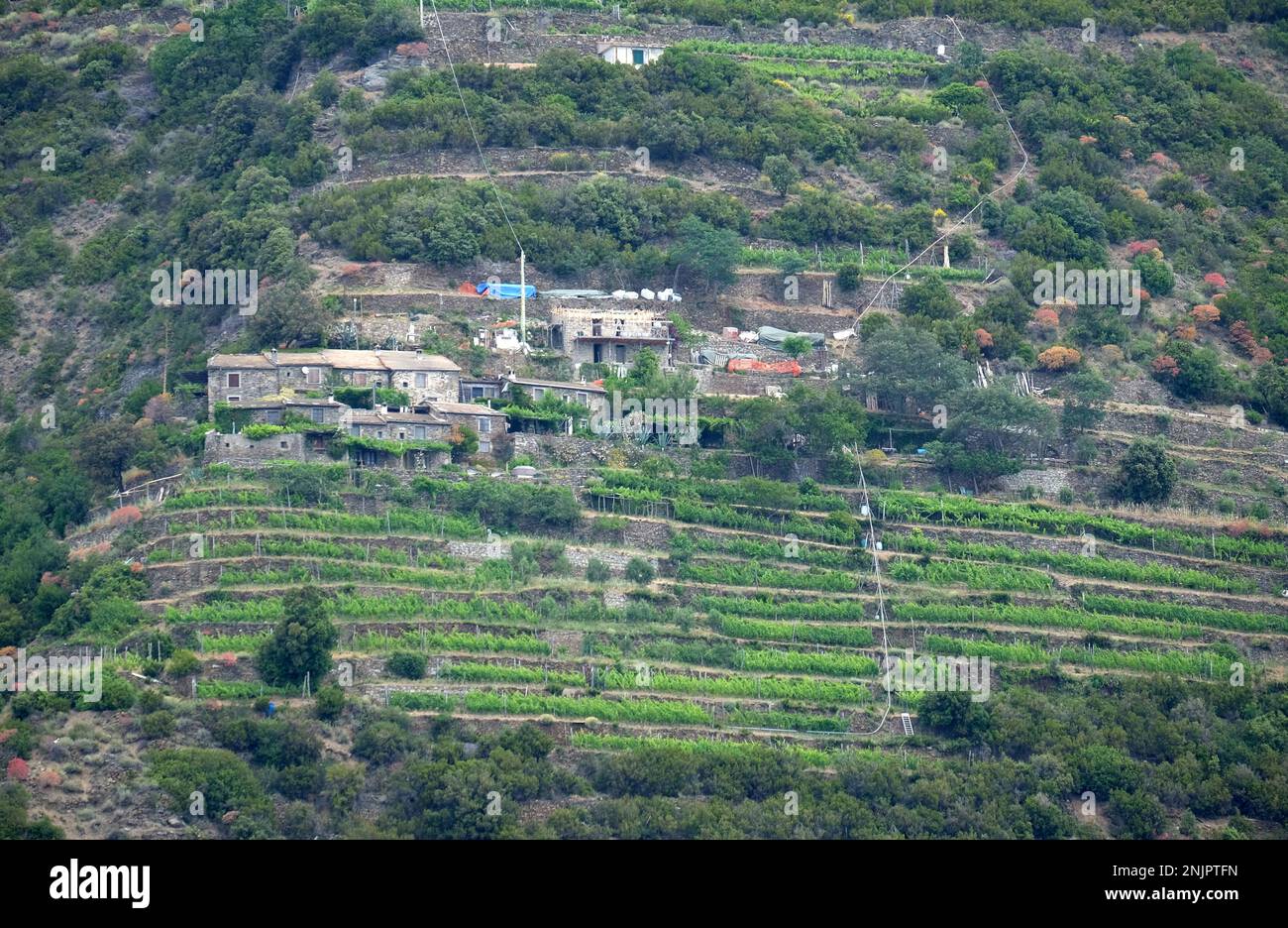 Landscape with vineyard on the hillside in the National park of Cinque ...