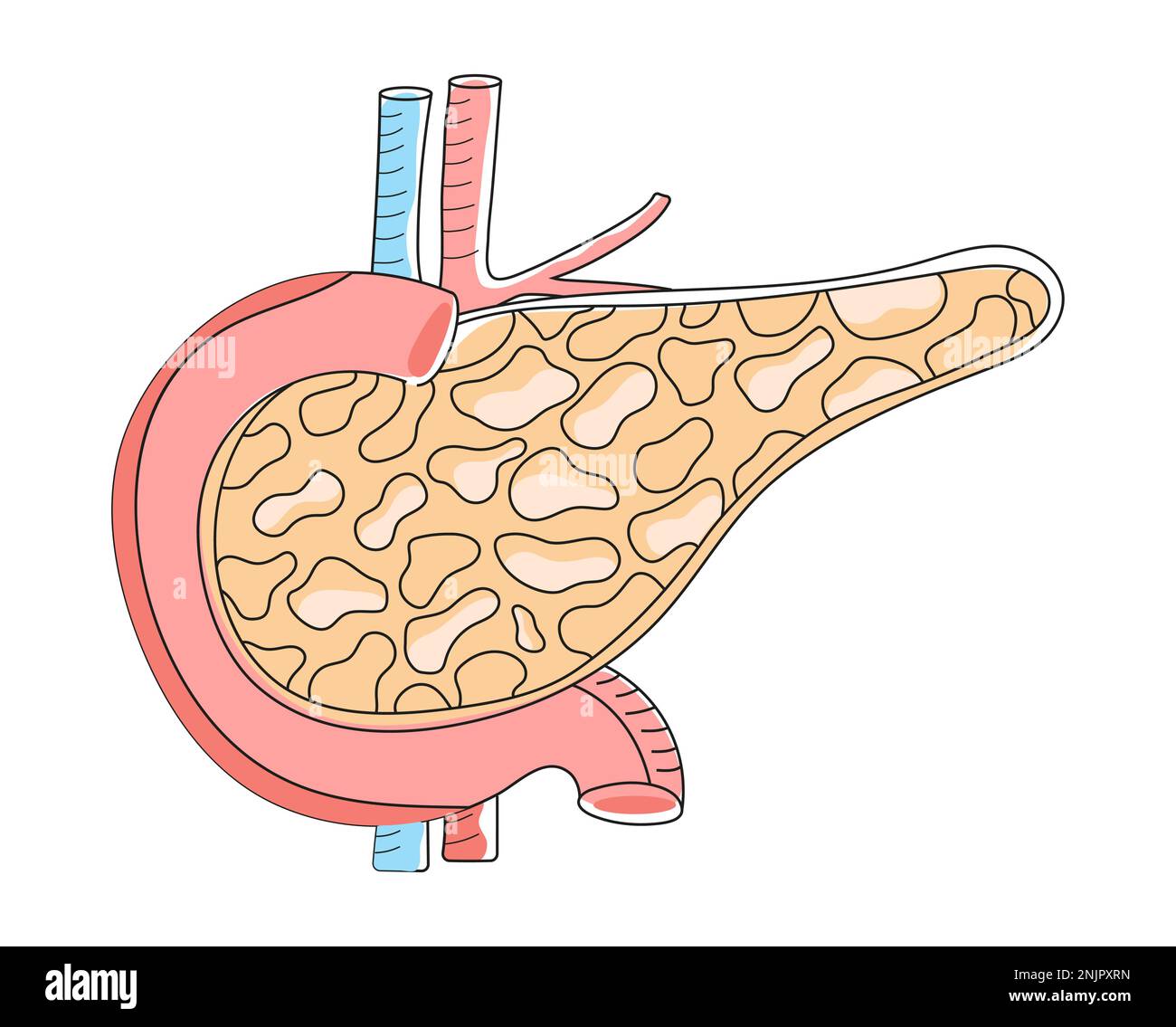 Pancreas with arteries are shown in doodle style. Internal organ of ...