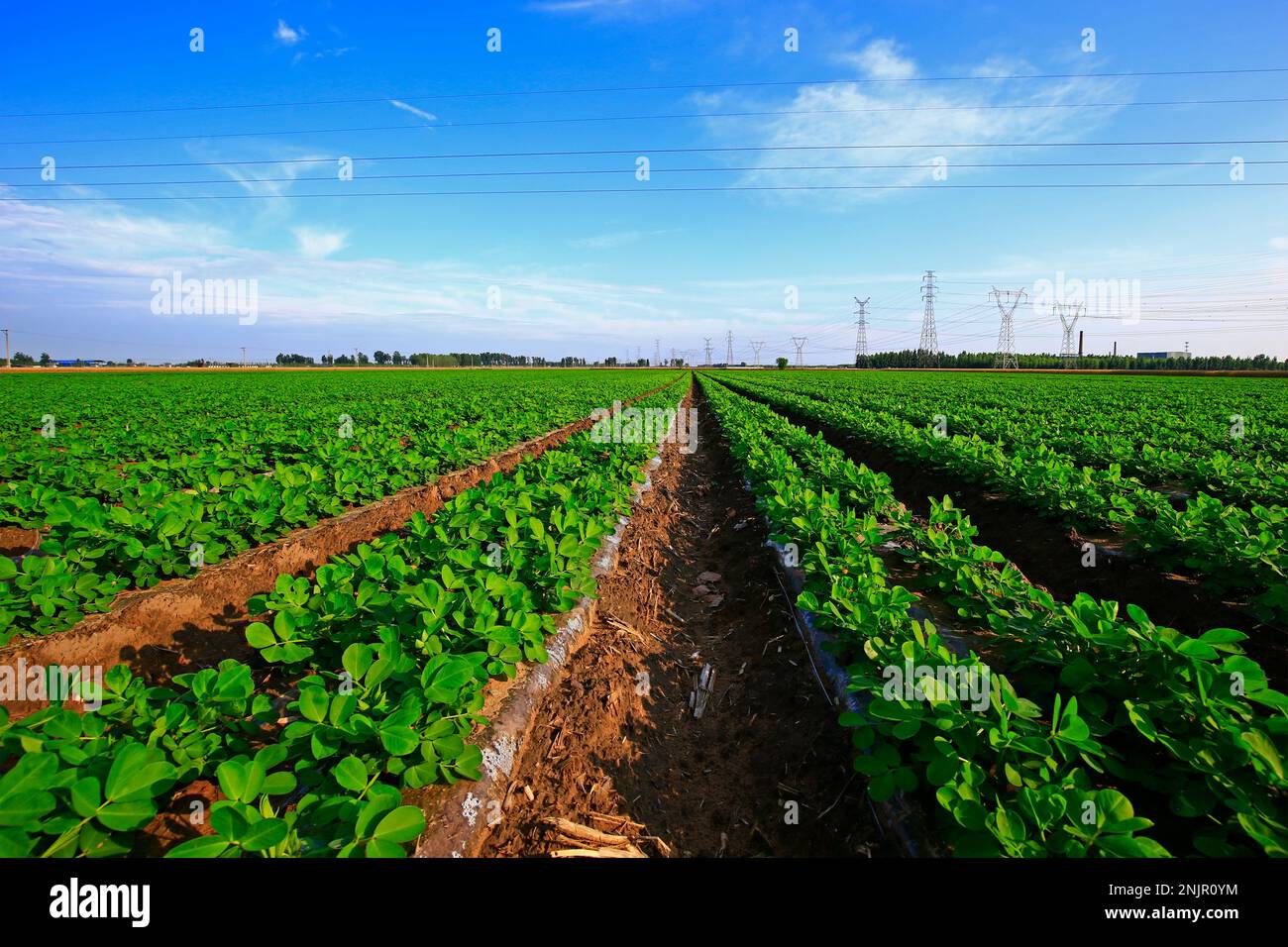 Peanut planting hi-res stock photography and images - Alamy