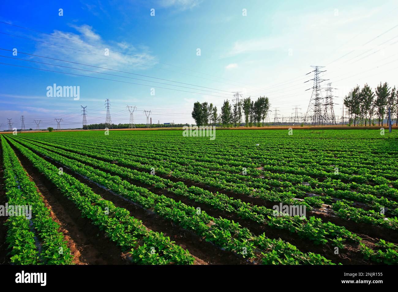 Rows of peanut fields Stock Photo - Alamy