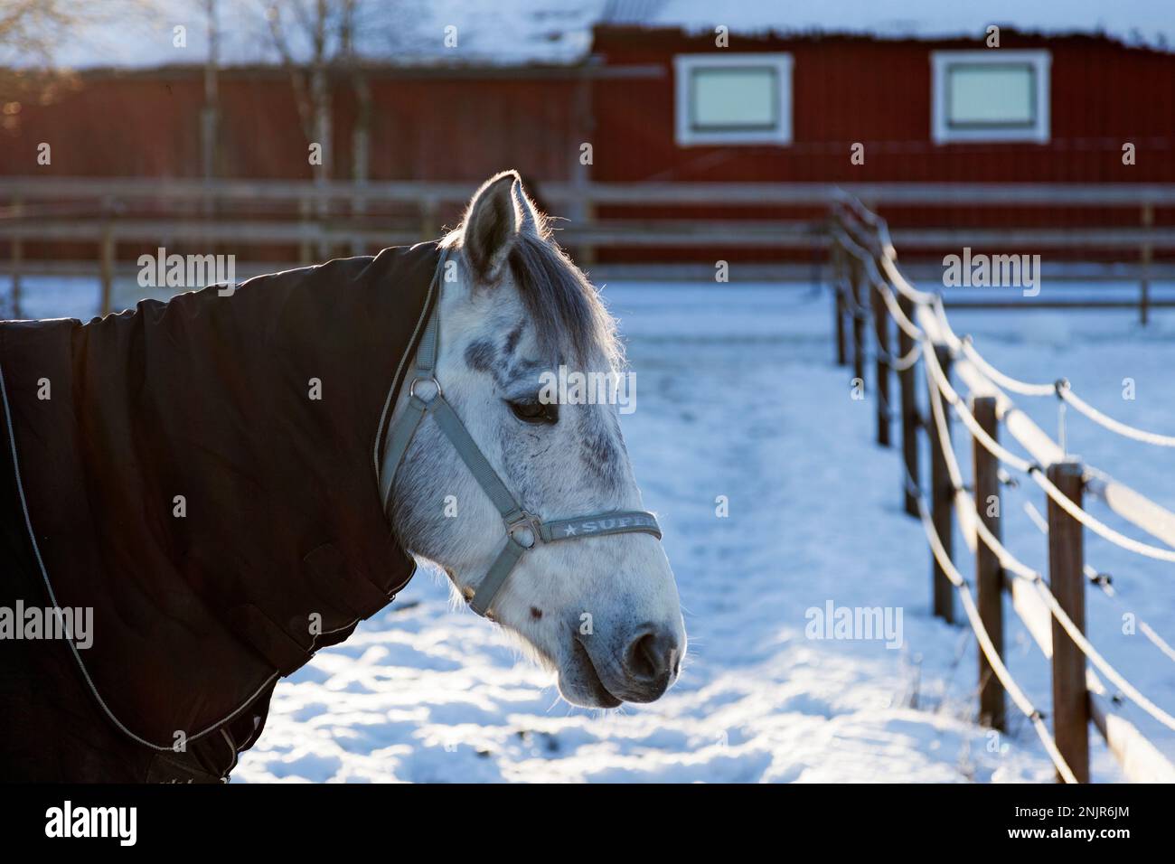gray and white horse in winter paddock with heating blanket Stock Photo ...