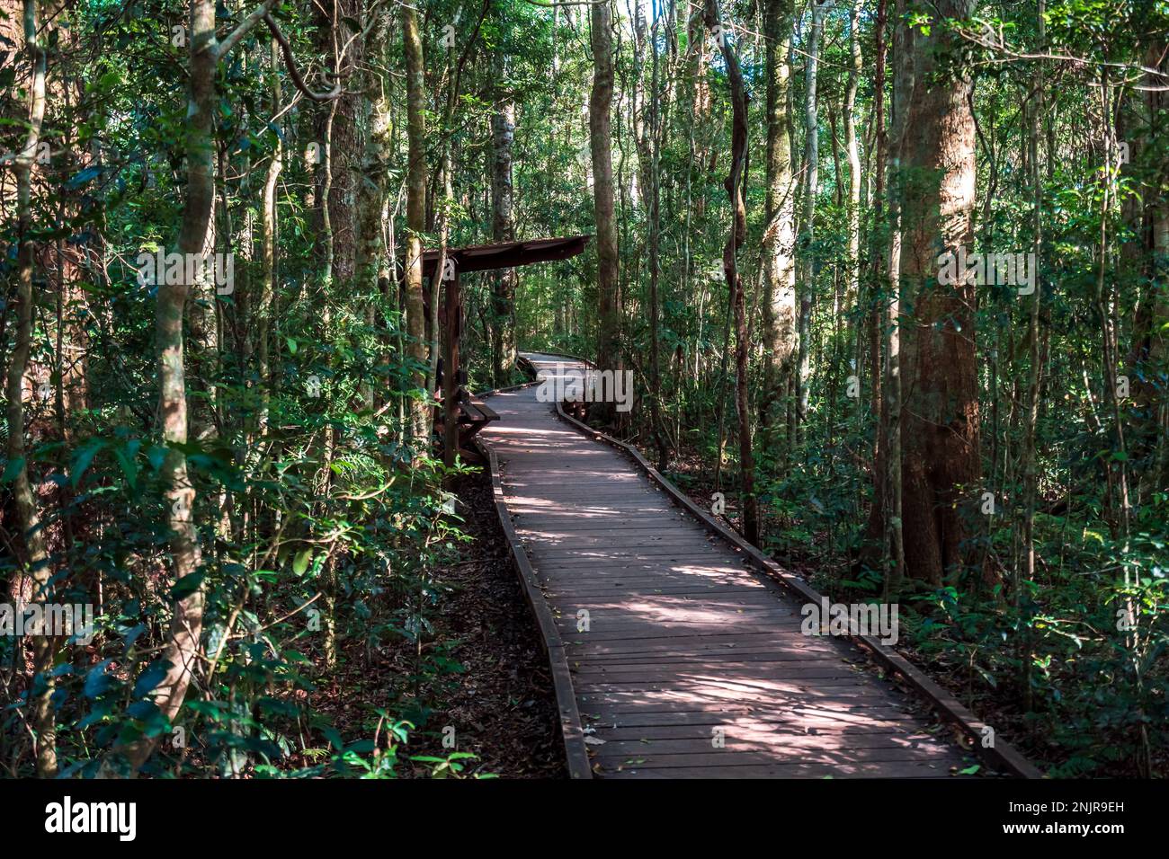Timber footpath at the Lamington National Park, Queensland, Australia ...
