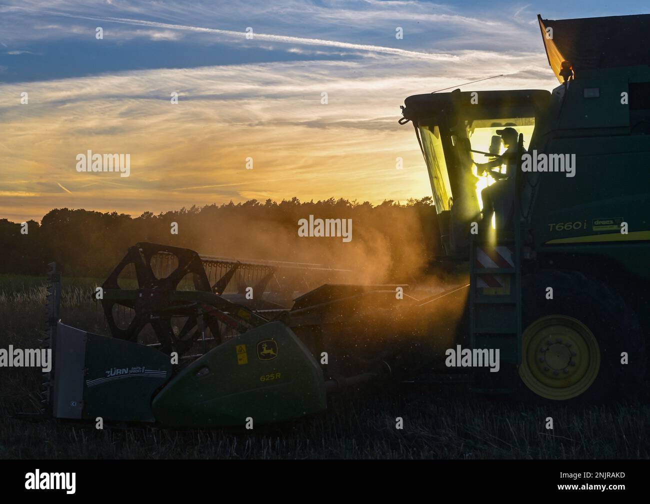 A farmer harvests rapeseed with his combine at sunset in a field in ...