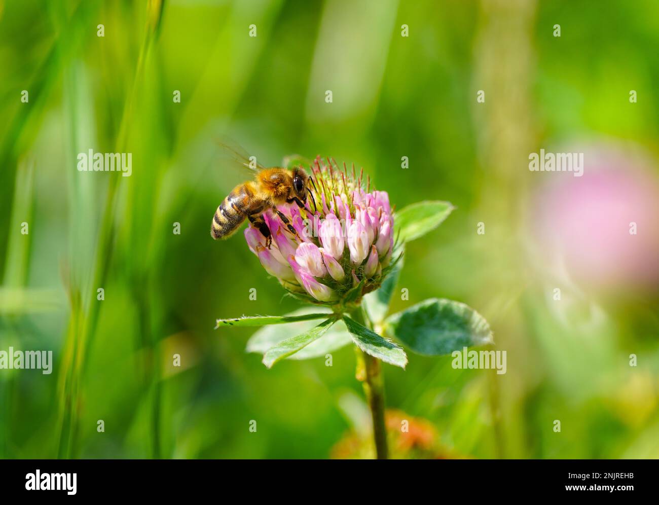 A bee collects nectar on a clover flower. Insect close-up in natural ...