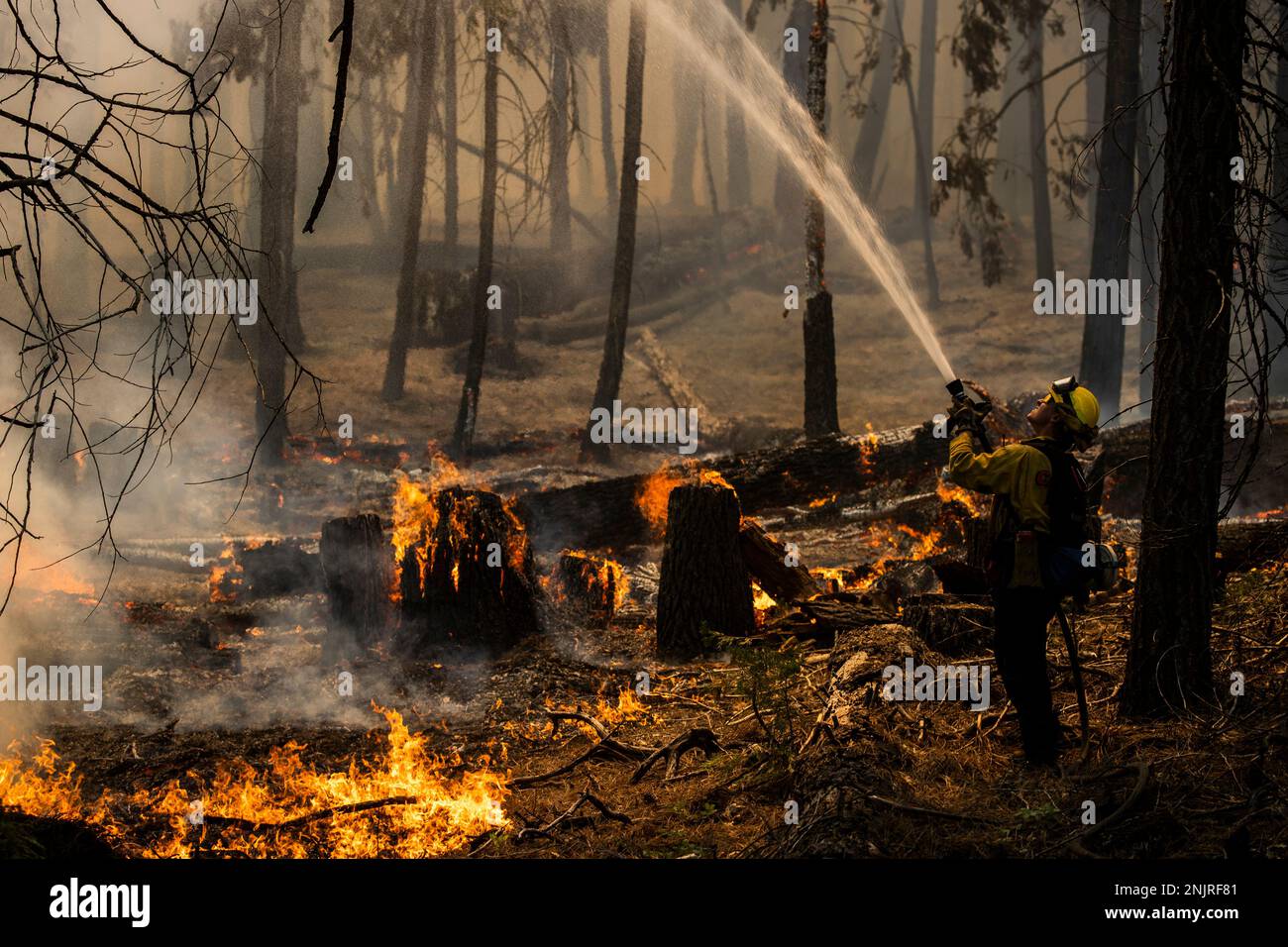 A CalFire firefighter puts water on a tree as a backfire burns along ...