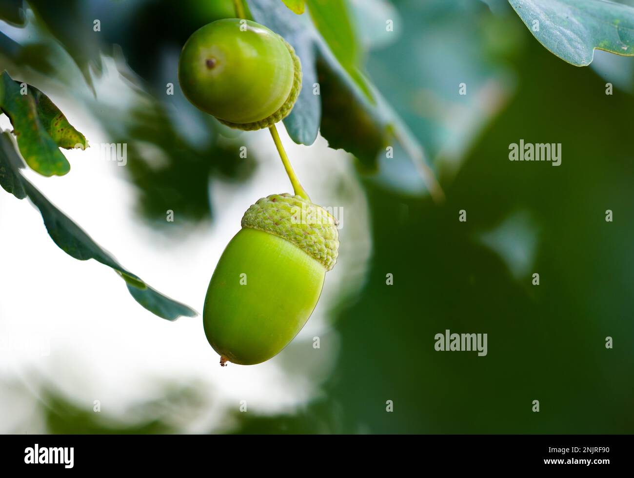 English oak acorns close-up. Quercus robur Stock Photo - Alamy