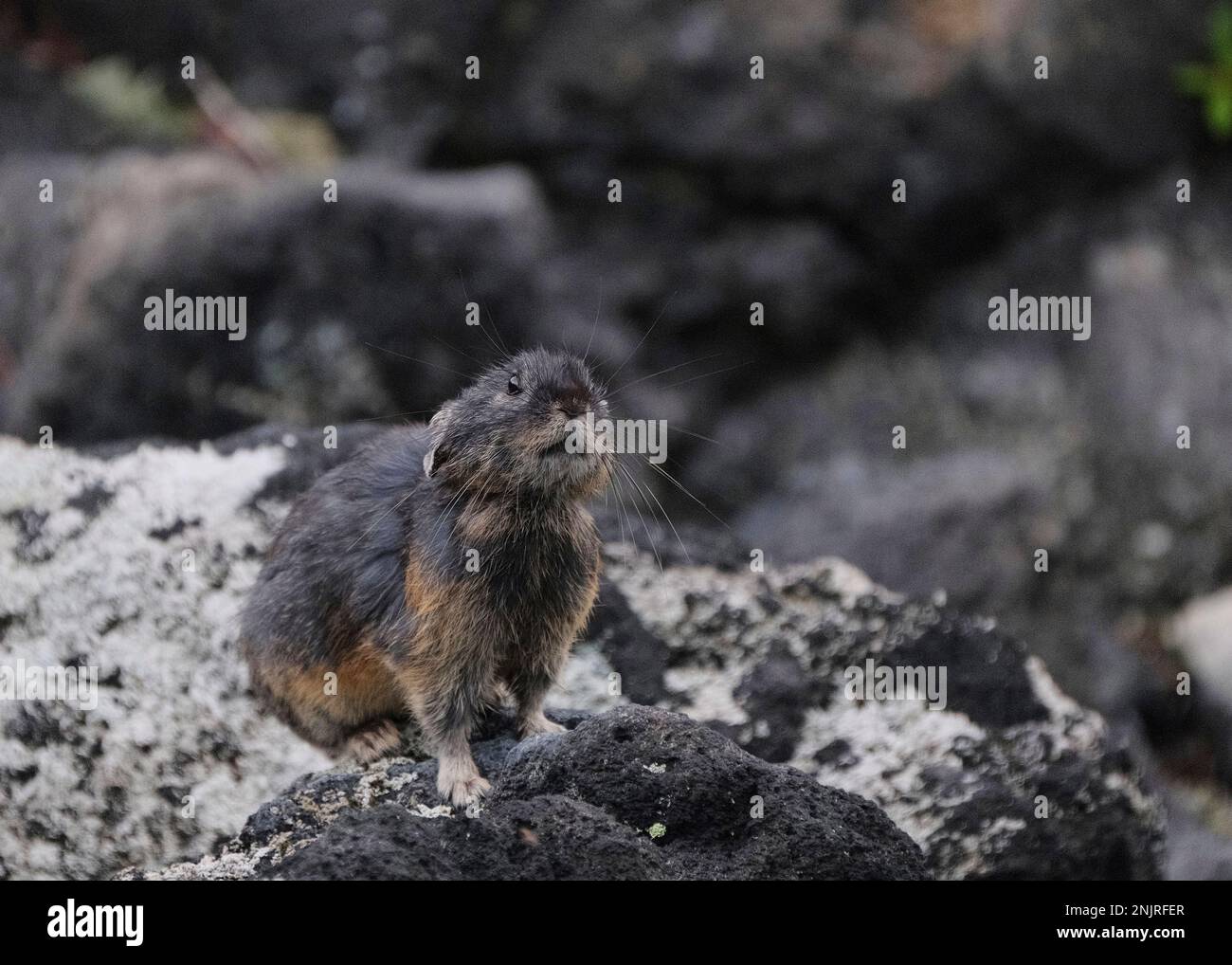 Ochotona hyperborea yesoensis (pika / rock rabbit / whistling hare) is ...