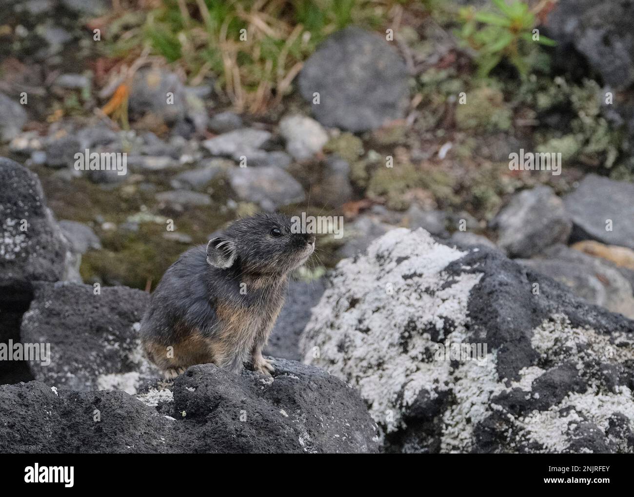 Ochotona hyperborea yesoensis (pika / rock rabbit / whistling hare) is ...