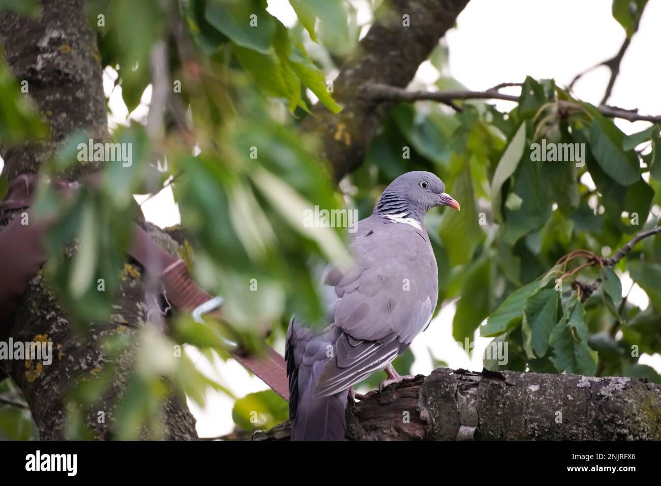 Pigeon sitting on green hi-res stock photography and images - Alamy