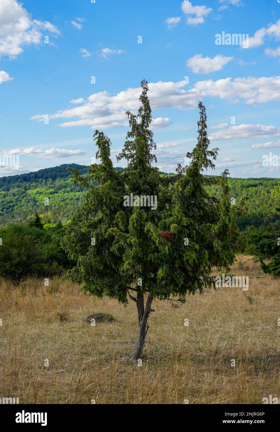 Landscape with a juniper tree. Juniperus Stock Photo - Alamy