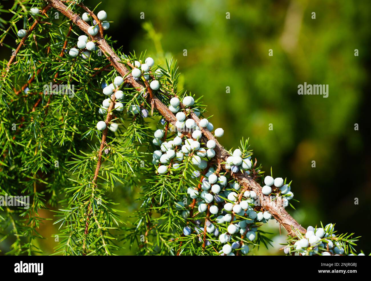 Juniper tree berries hi-res stock photography and images - Alamy