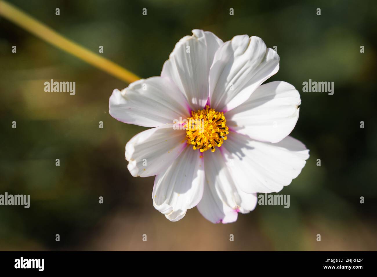 Garden Cosmos white flowers. Flowering plant close-up. Cosmos ...